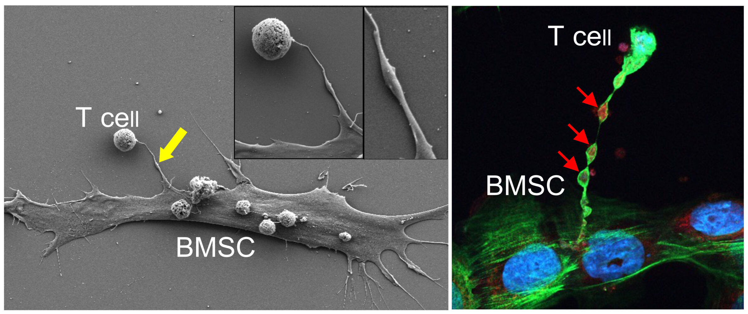 Mitochondria on the move: Leveraging intercellular mitochondria ...